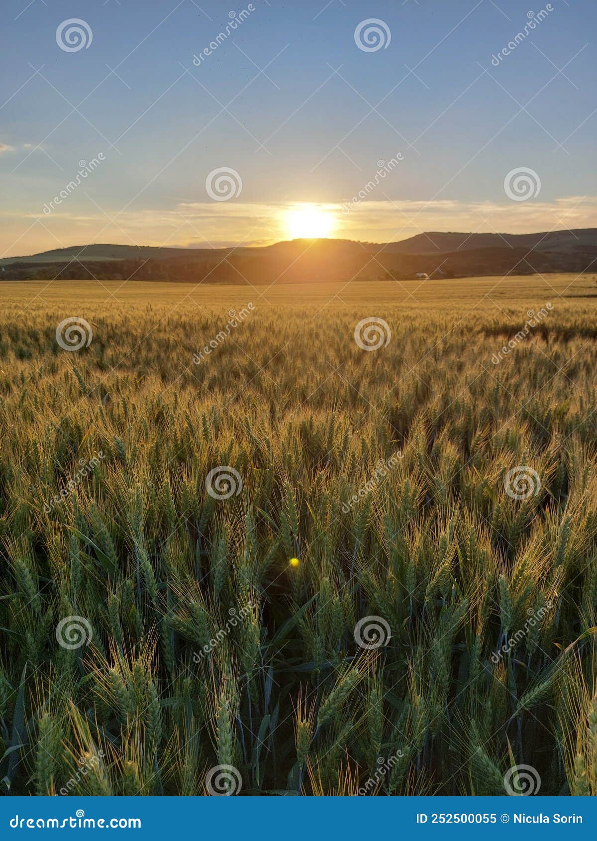 Field of wheat at sunset stock image. Image of nature - 252500055