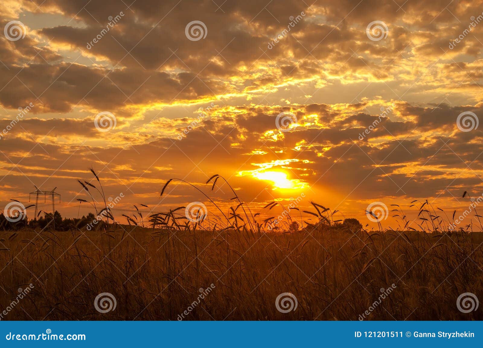 Field with Wheat at Sunset. a Beautiful Sky with Rays of the Setting ...