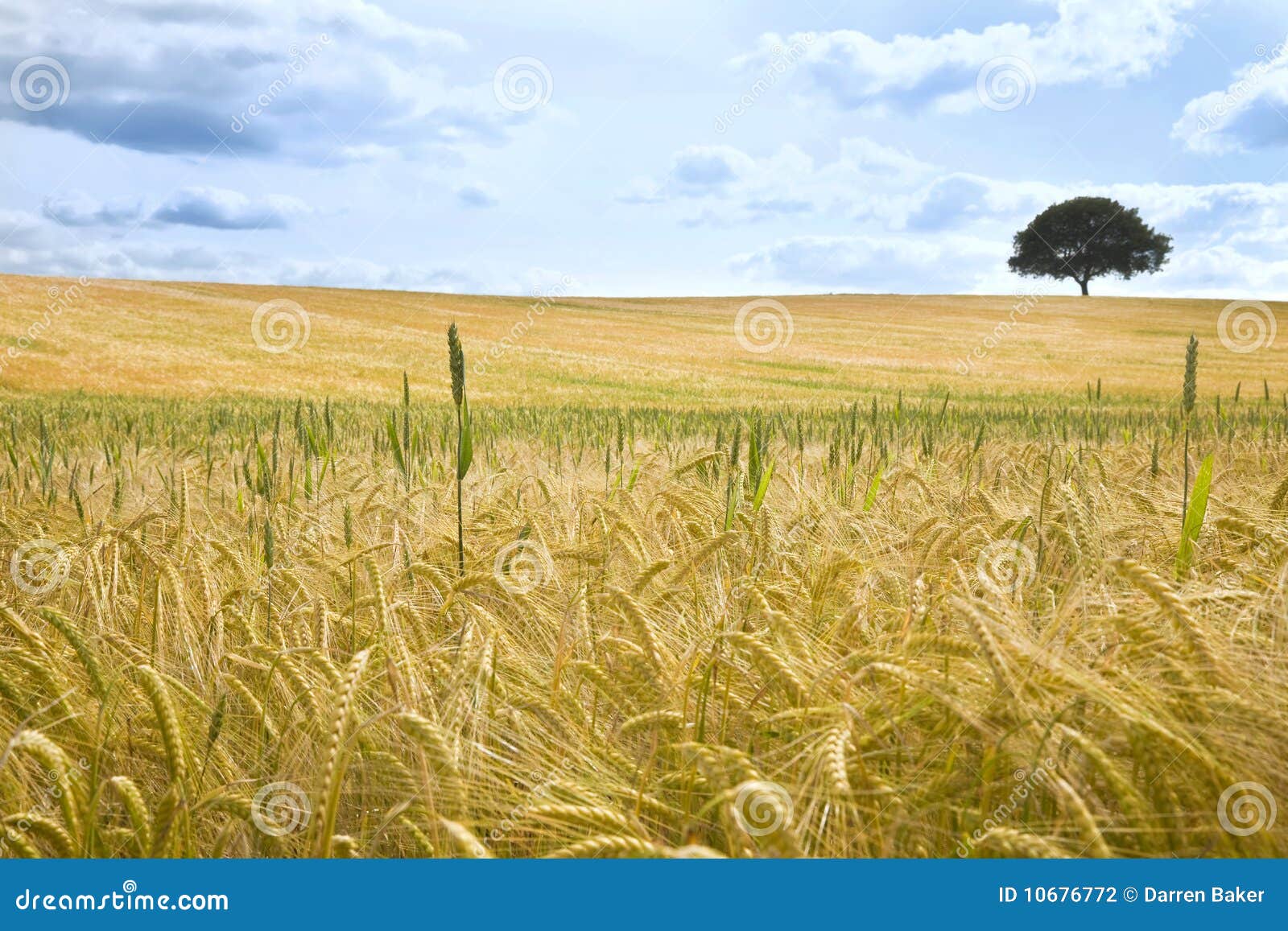 Field of Wheat and Tree on the Horizon Stock Photo - Image of country ...