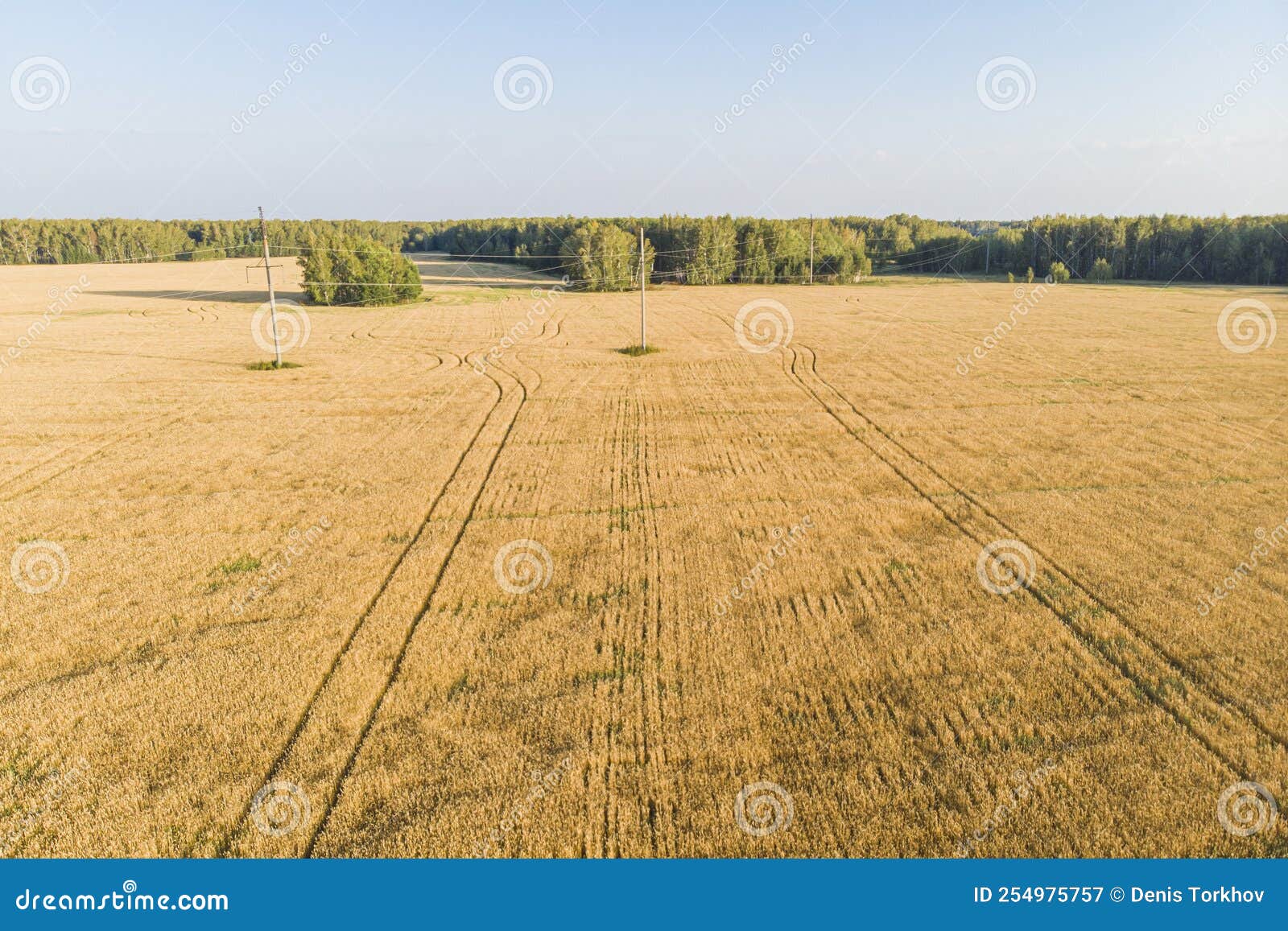 A Field of Wheat in Ukraine Photographed from a Drone Stock Image ...