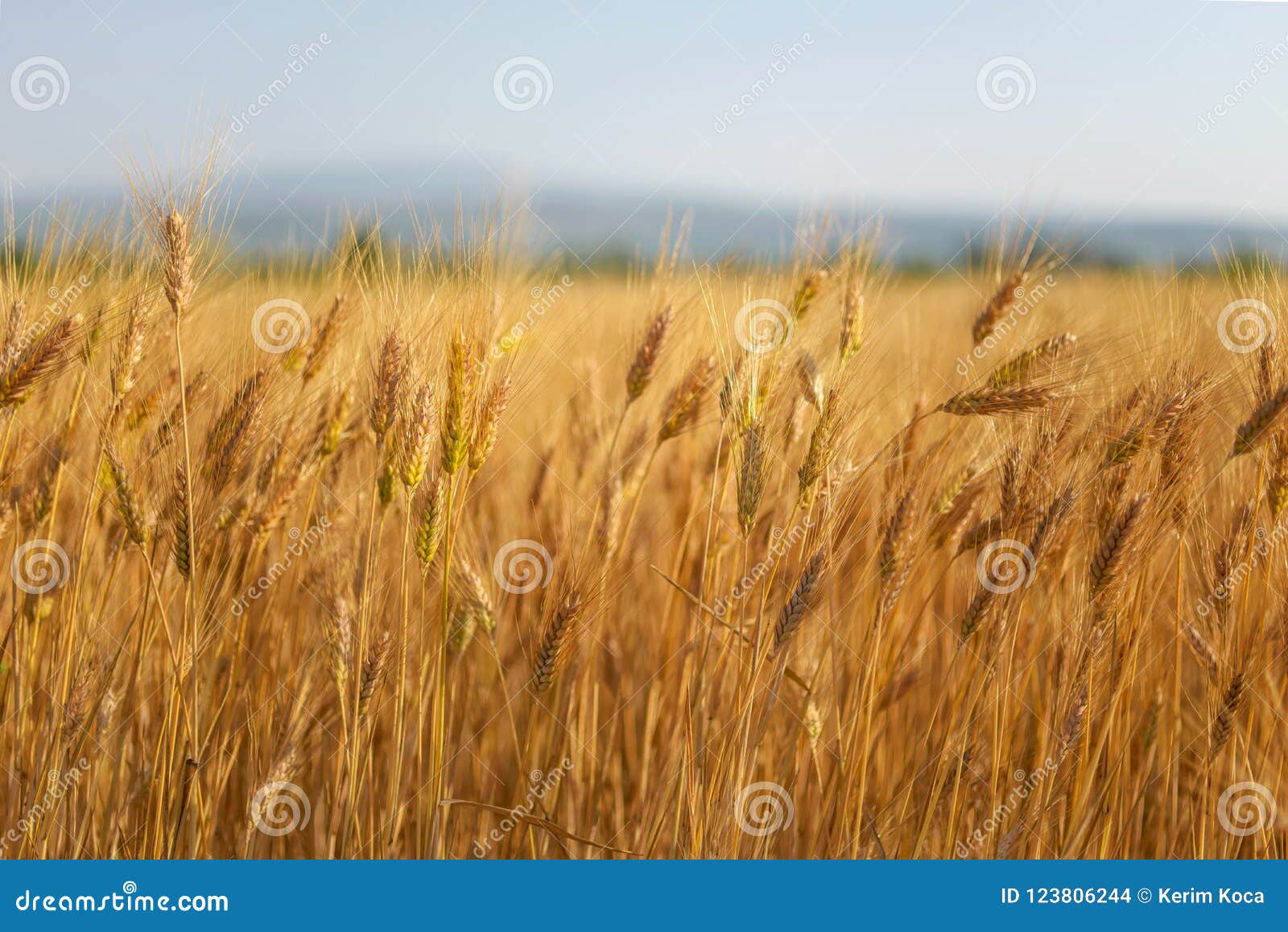 Field of wheat stock photo. Image of agriculture, plants - 123806244
