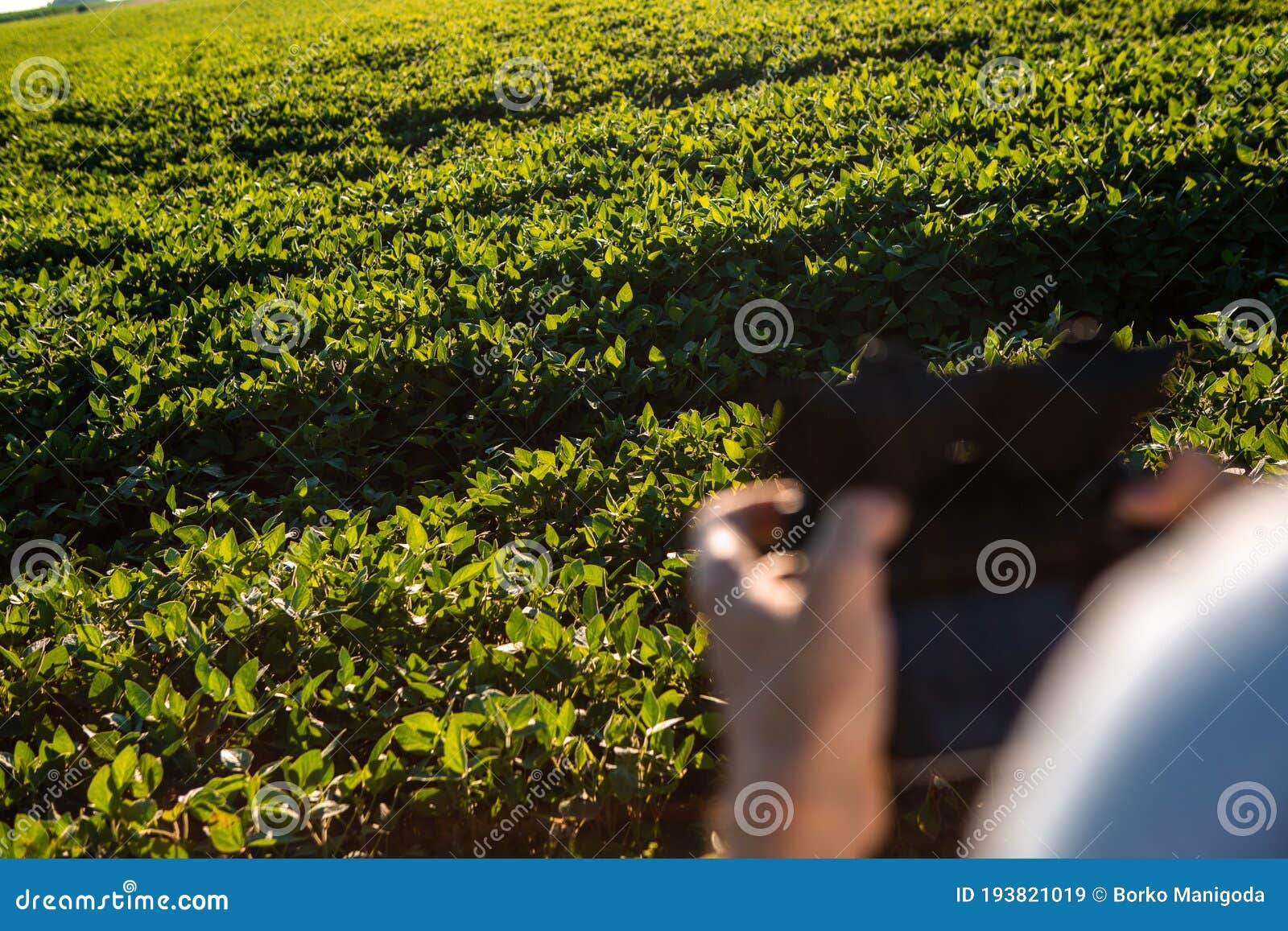 A Field Where Beans Have Been Planted and in the Background is a Drone ...