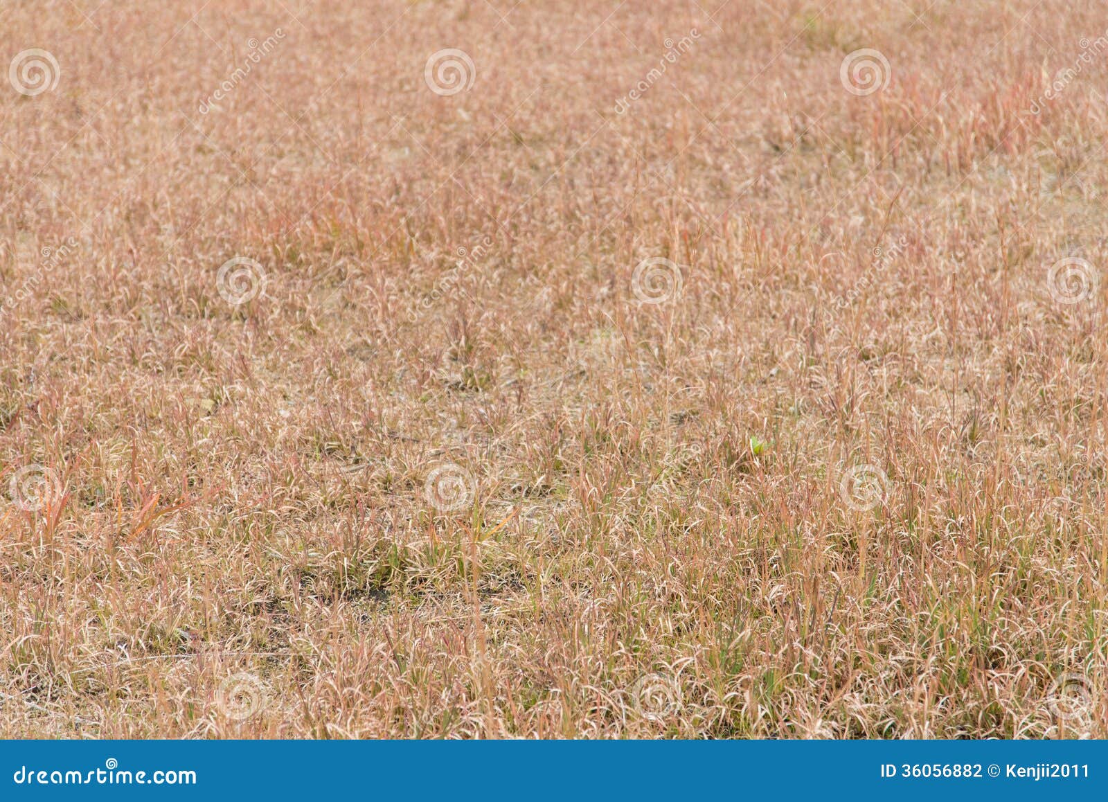 Field Where Grass is Dead in Winter Stock Photo - Image of grass, cold ...