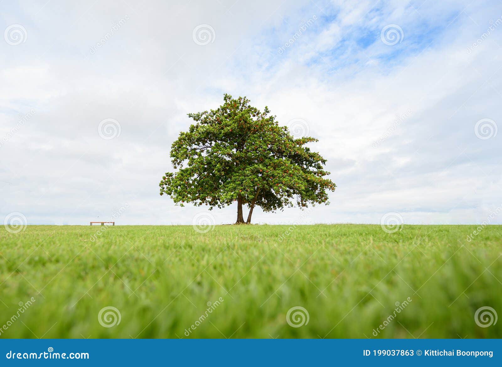 A Field on Which Grows One Beautiful Tall Oak Tree, a Summer Landscape ...