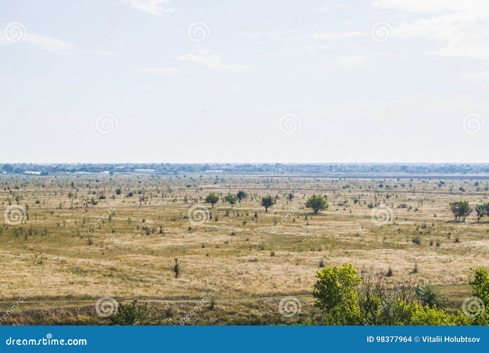 A Field in Which Nothing Grows Except Trees Stock Photo - Image of ...