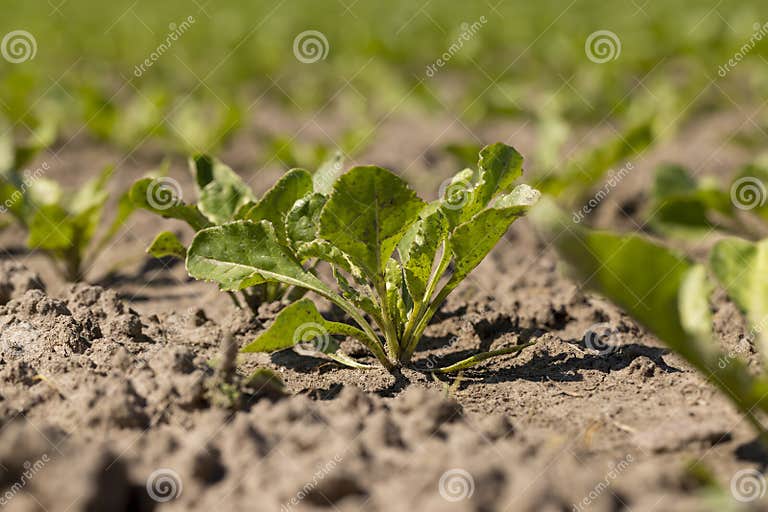 A Field with White Beetroot for the Production of White Beet Sugar ...