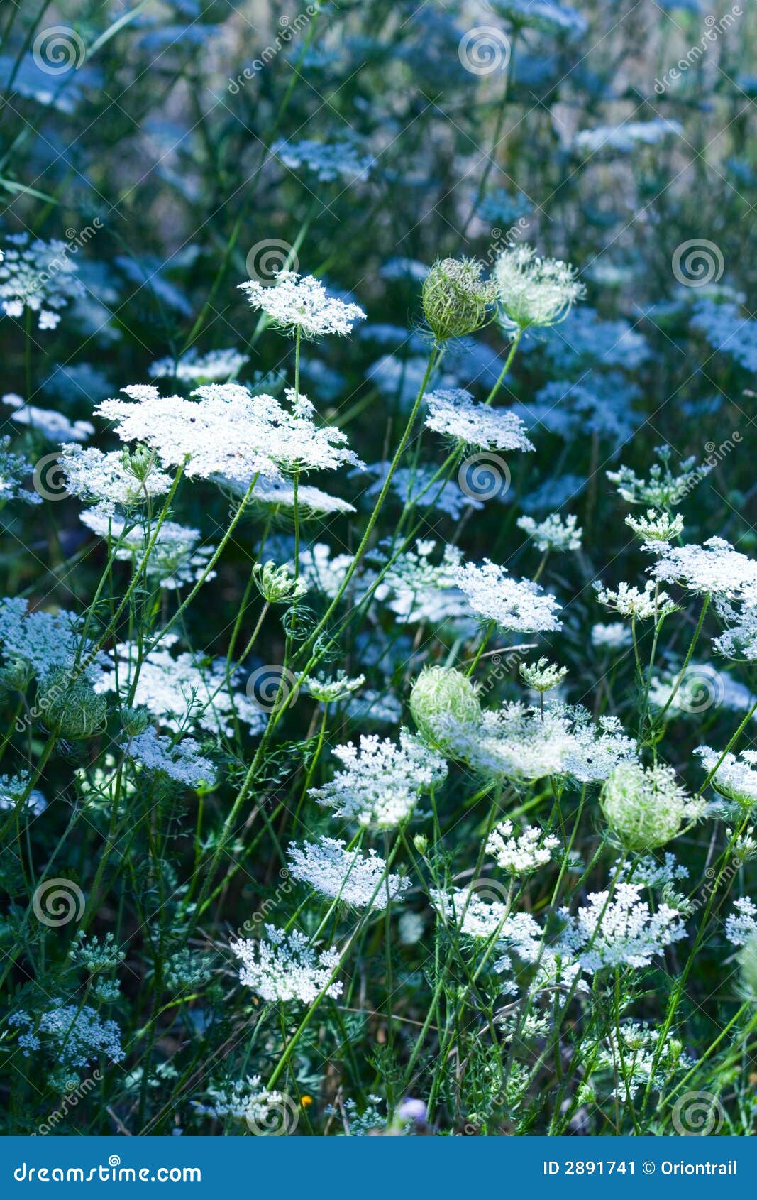 Field of white flowers stock image. Image of detail, botanic - 2891741