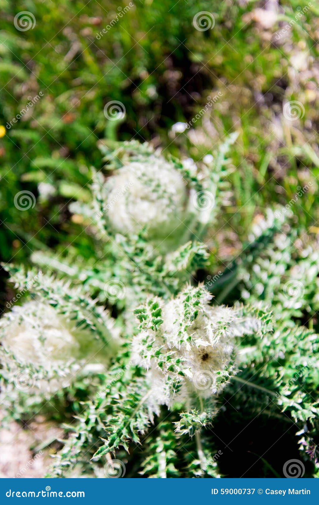 Field with White Furry Flowers Stock Image - Image of summer, color ...