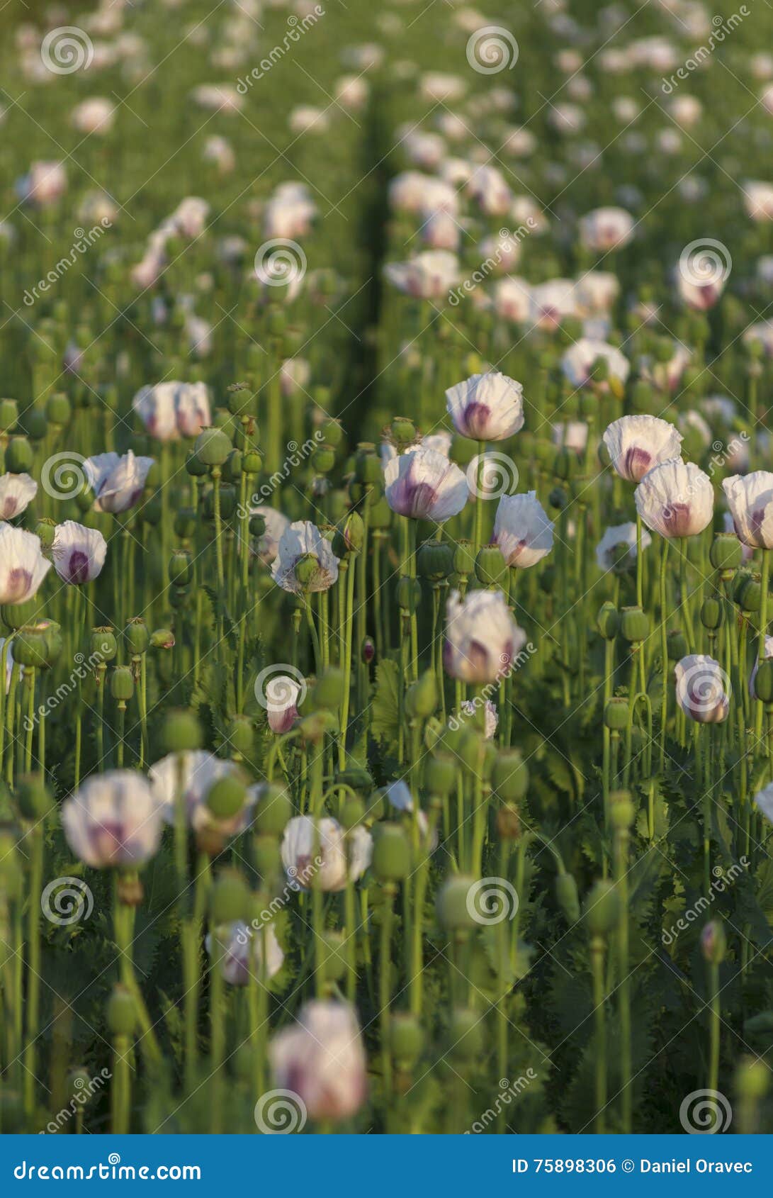 Field of White Poppy stock photo. Image of poppies, shape - 75898306