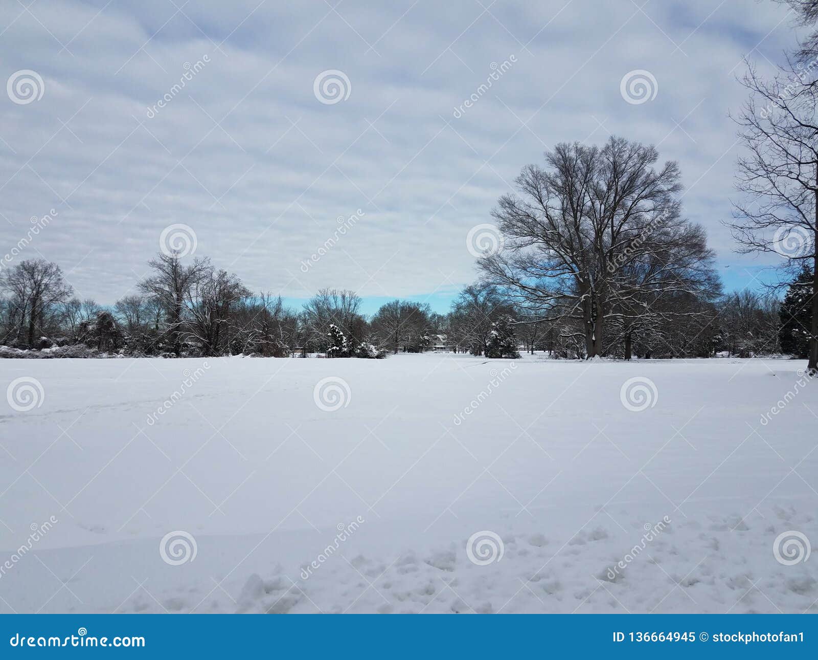 Field with White Snow and Trees in Winter Stock Image - Image of ...
