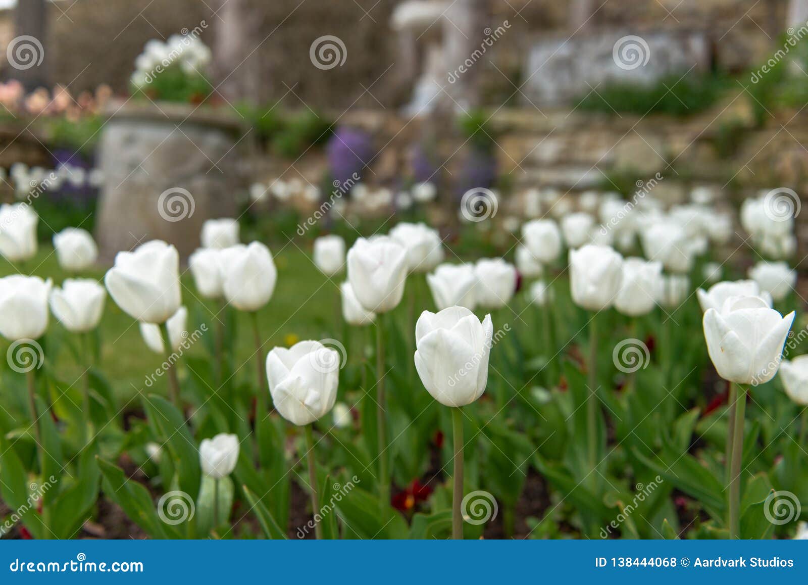 Field of White Tulips in the Garden Centre Stock Photo - Image of ...