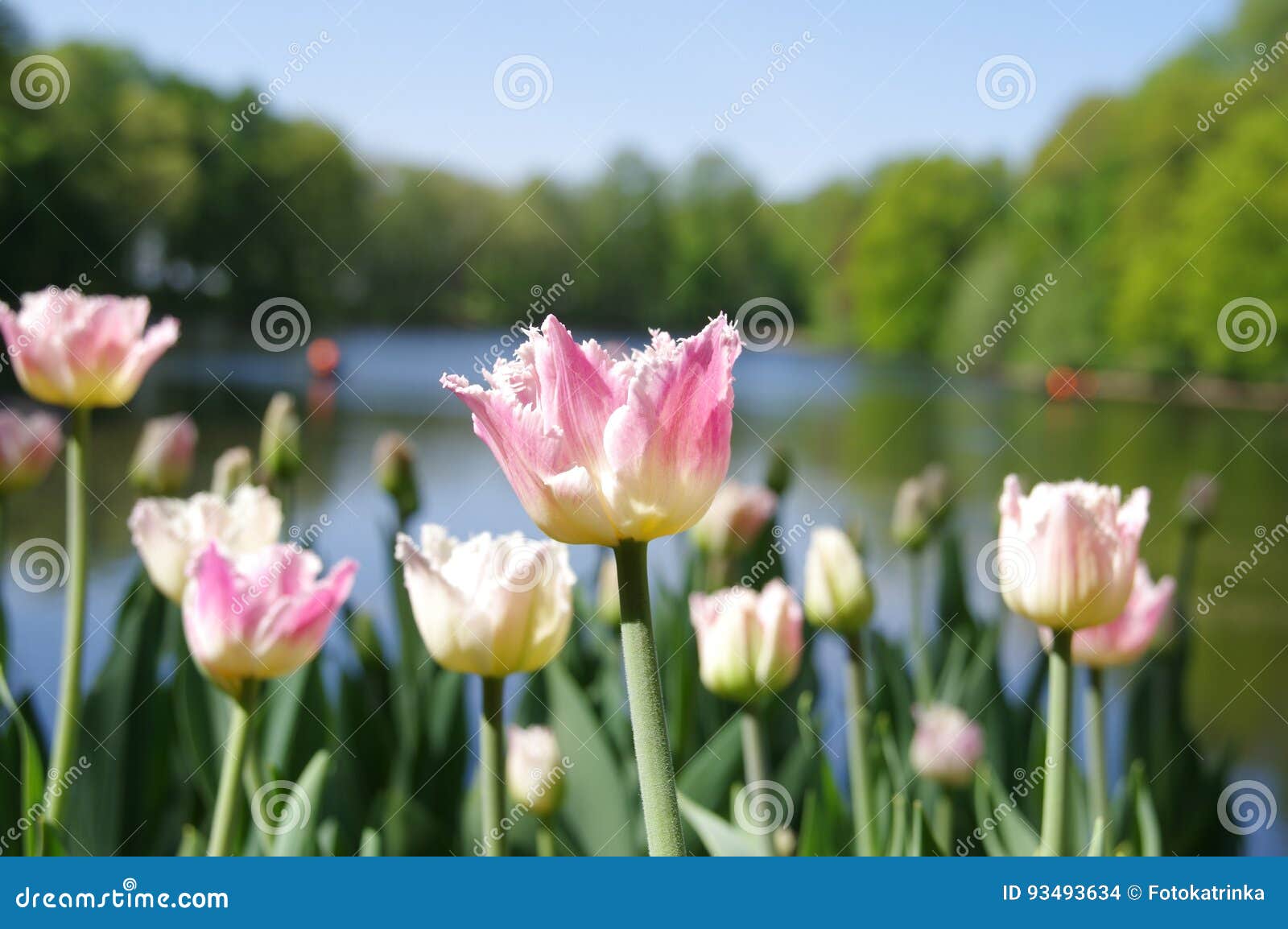 Field of white tulips stock photo. Image of tulip, texture - 93493634