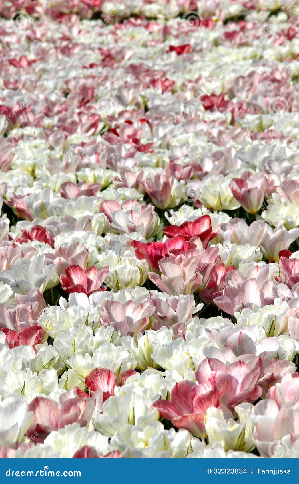 Field of white tulips stock photo. Image of fields, nature - 32323834