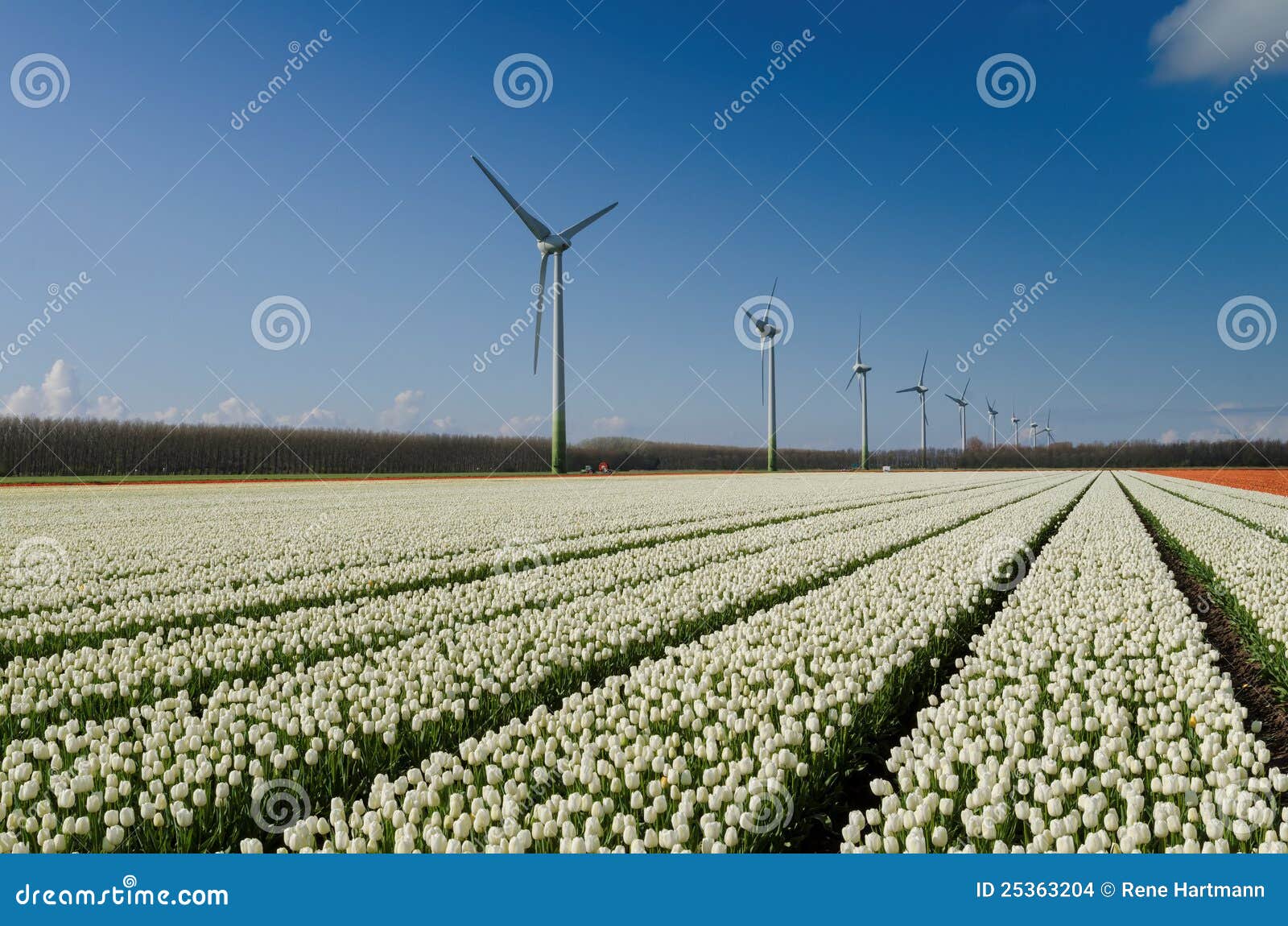 Field of White Tulips and Wind Turbines Stock Photo - Image of dutch ...