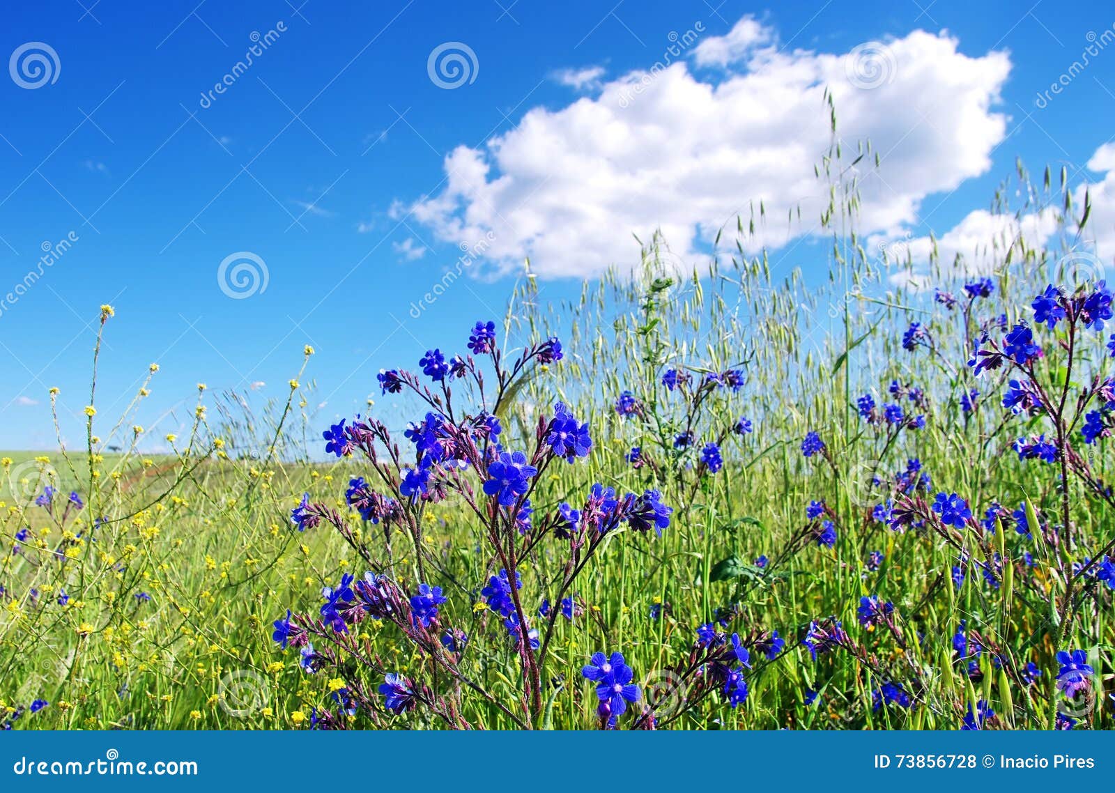 Field with Wild Blue Flowers Stock Photo - Image of light, blooming ...