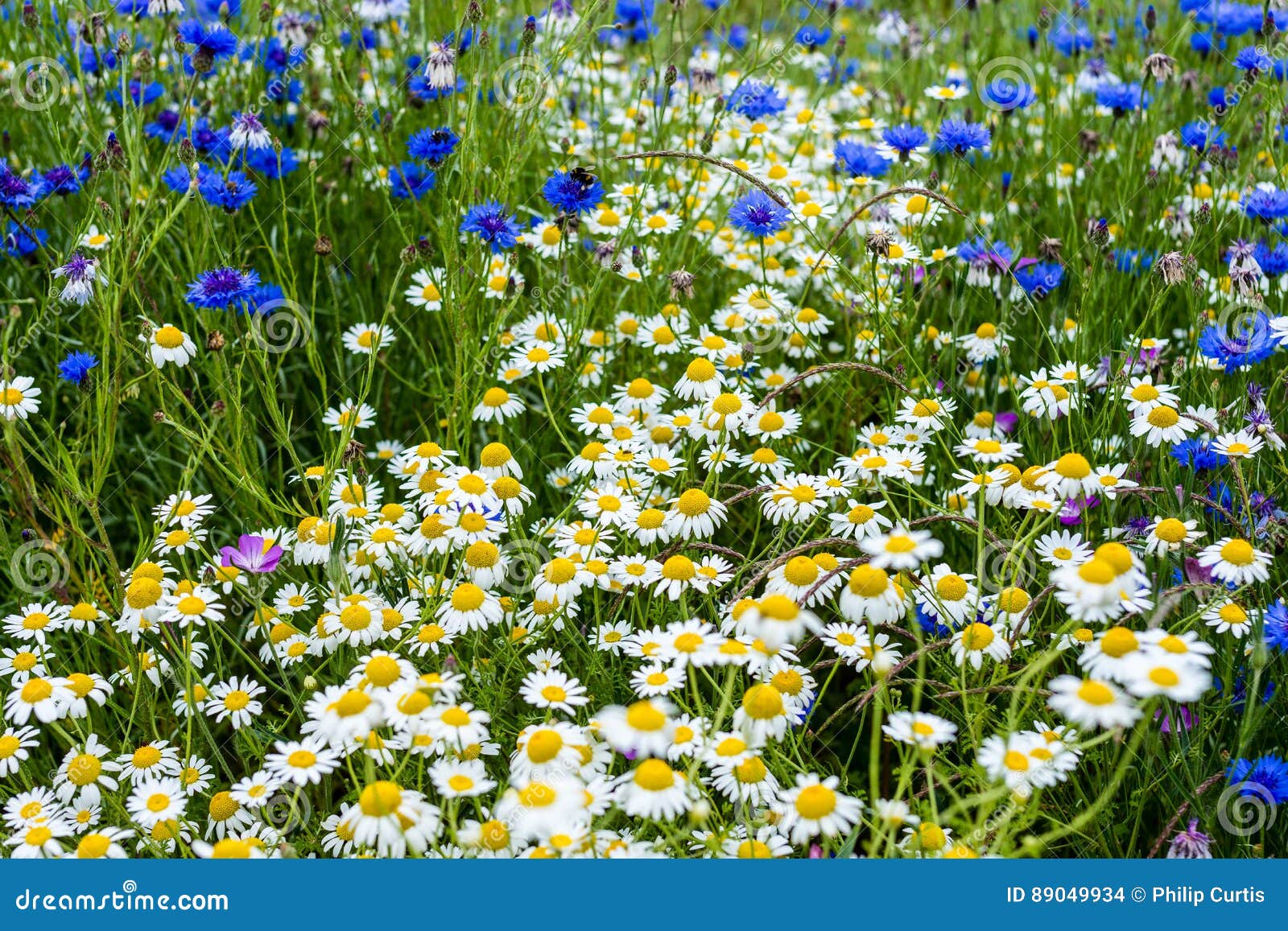 A Field of Wild Colourful Country Flowers and Plants Stock Photo ...