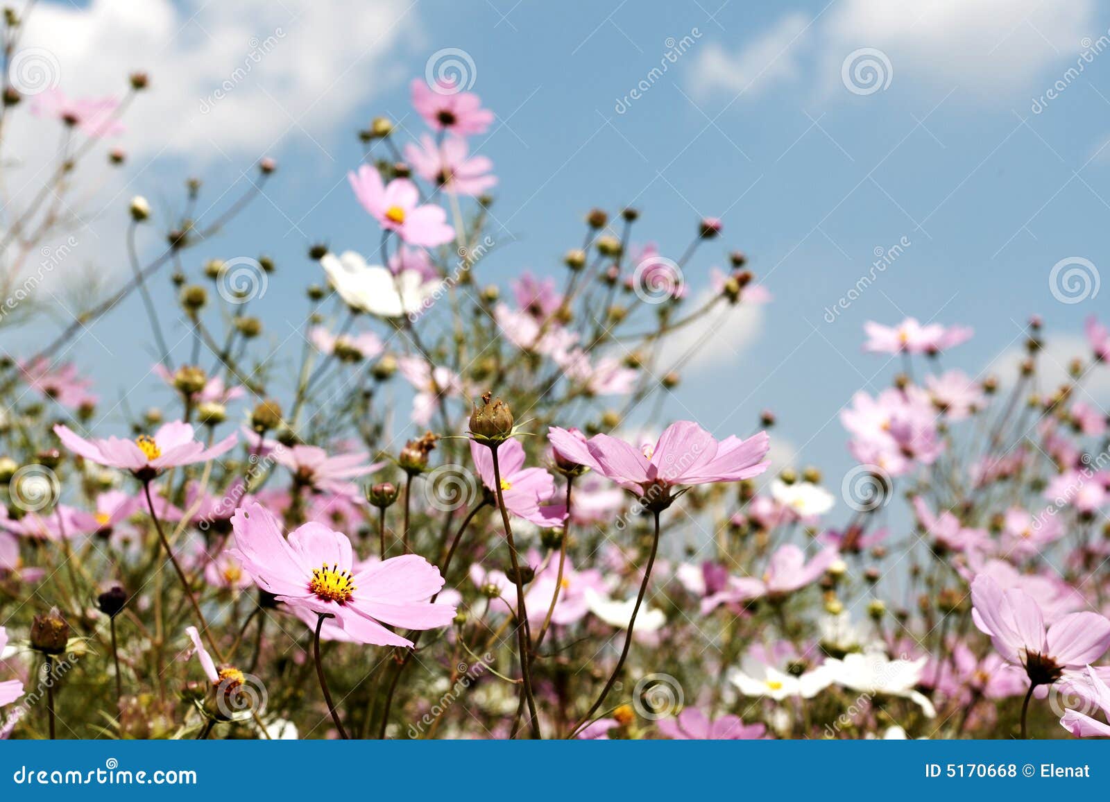 Field of Wild Cosmos Flowers Stock Photo - Image of landscape, cumulus ...
