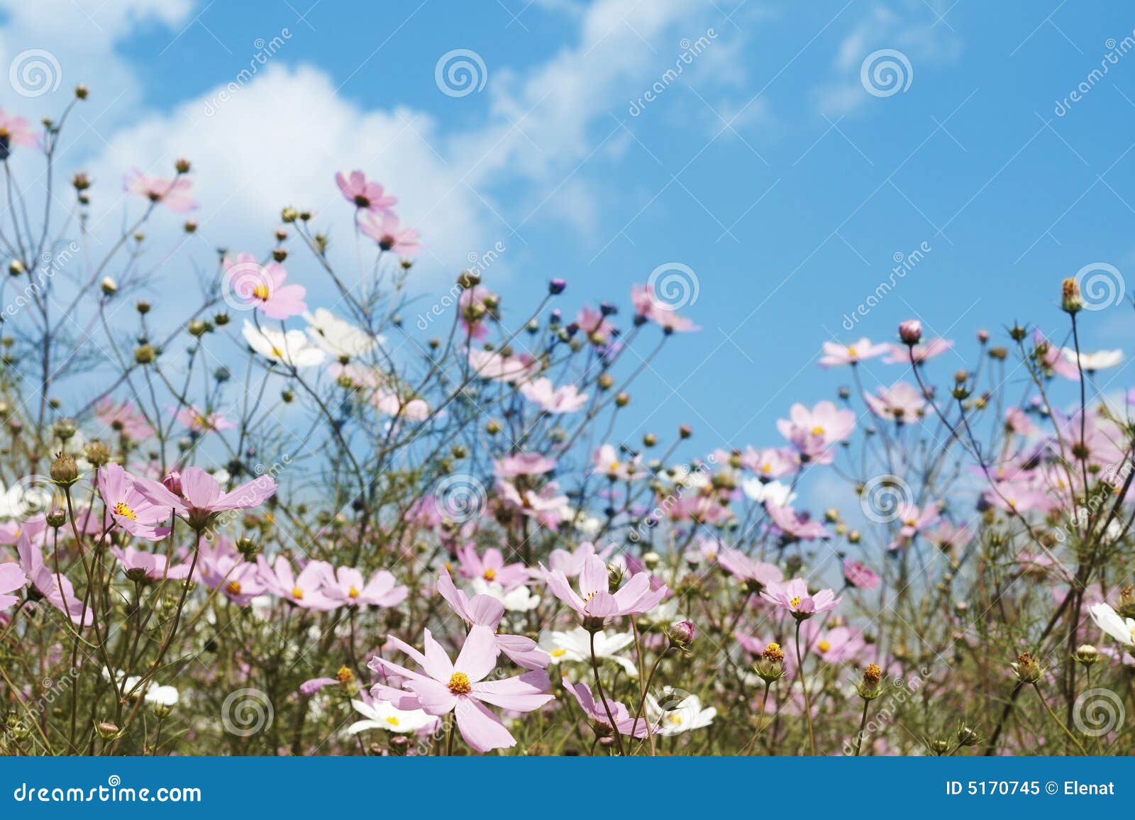 Field of Wild Cosmos Flowers Stock Image - Image of floral, green: 5170745