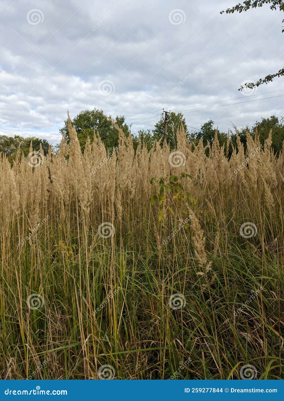 A Field of Wild Ears of Corn Stock Photo - Image of meadow, nature ...