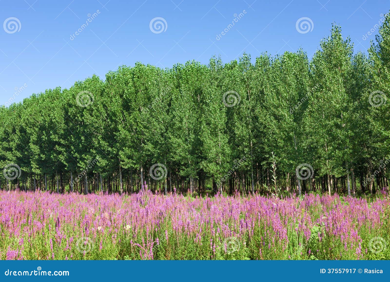 Field of Wild Flowers with a Forest - Poplar Trees in the Background ...