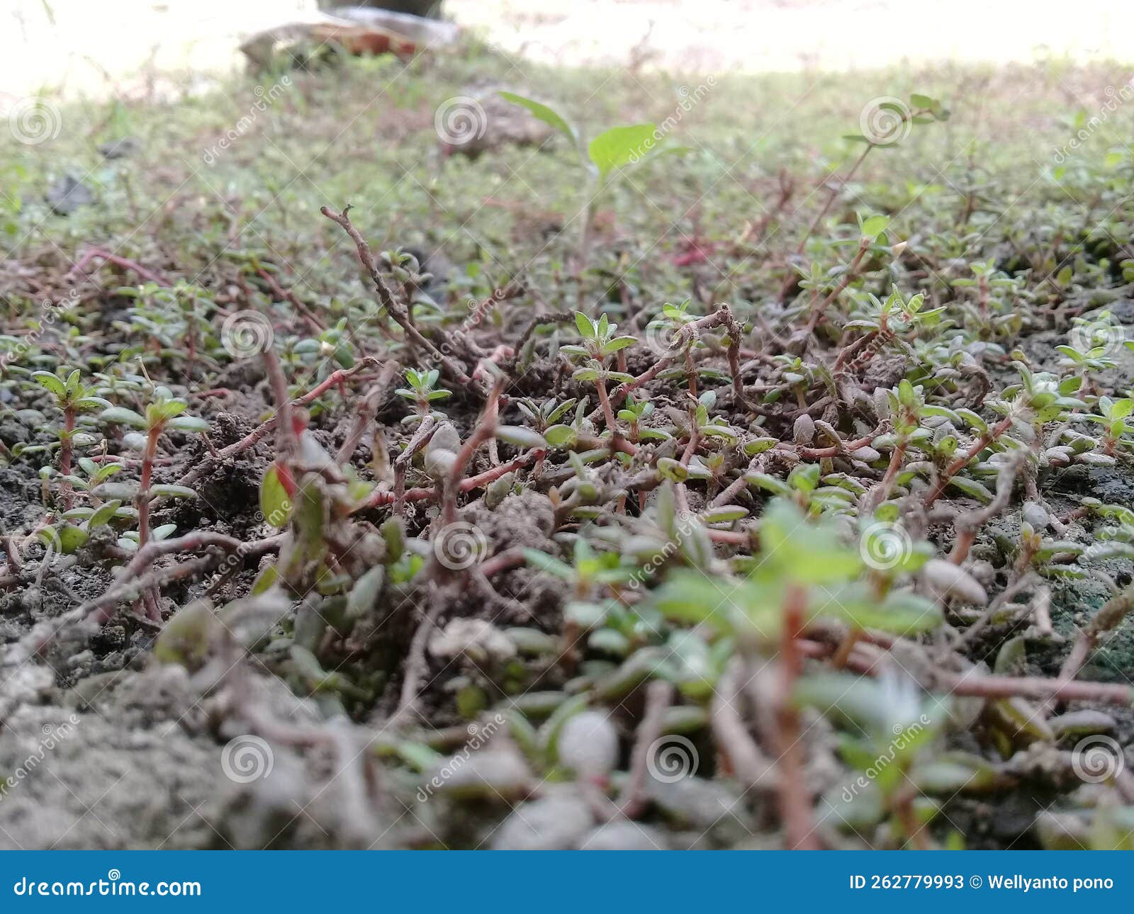 Field of wild flowers stock image. Image of nature, leaf - 262779993