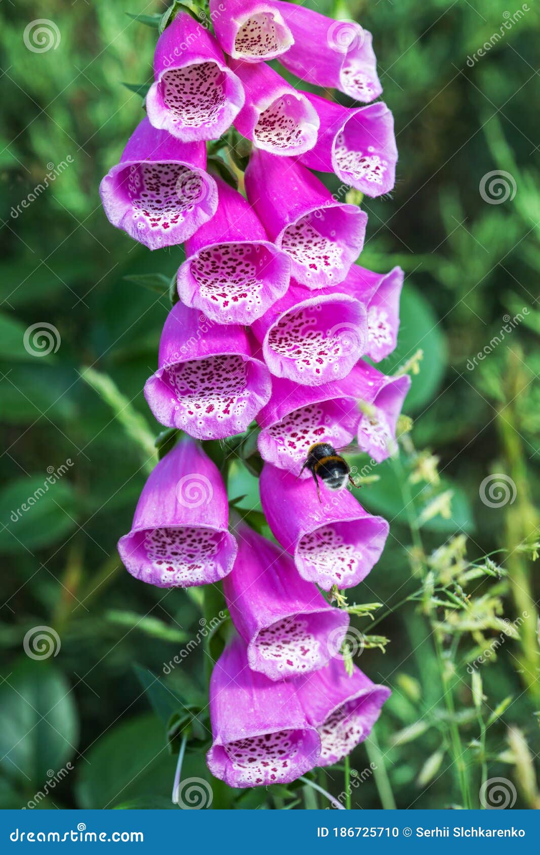 Field of Wild Foxglove - Digitalis Purpurea Stock Photo - Image of ...