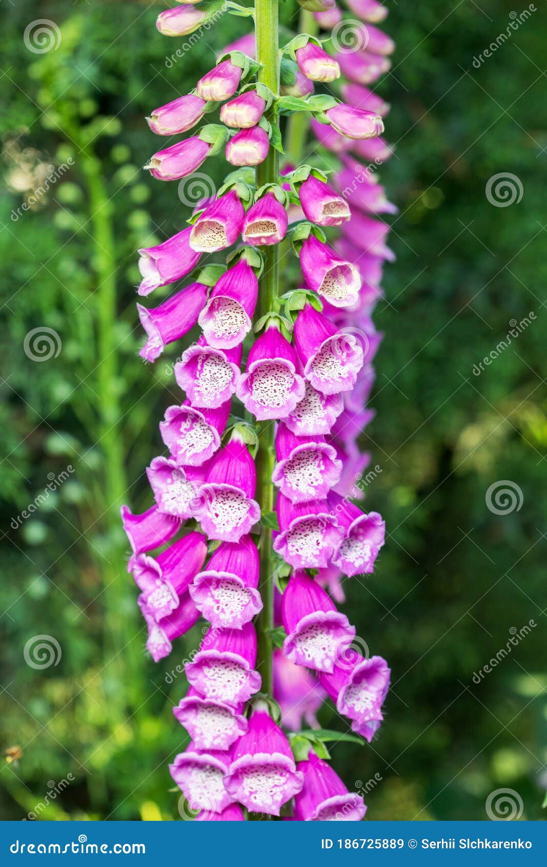 Field of Wild Foxglove - Digitalis Purpurea Stock Image - Image of june ...