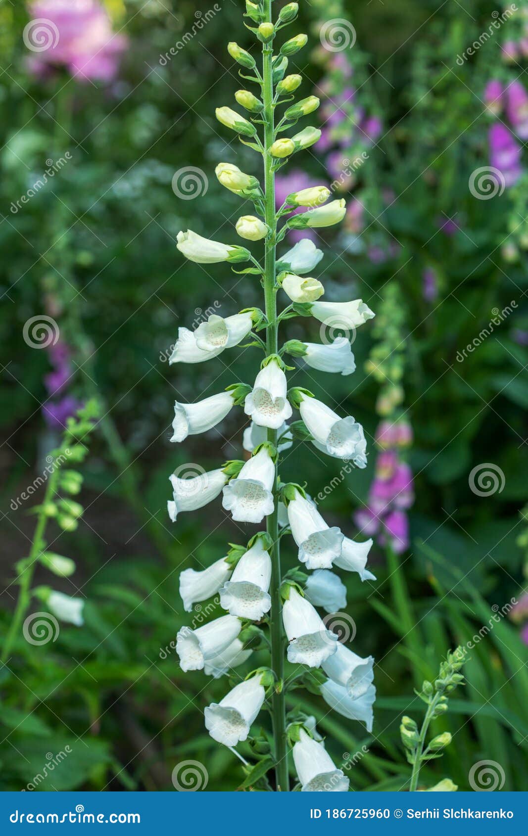 Field of Wild Foxglove - Digitalis Purpurea Stock Photo - Image of ...