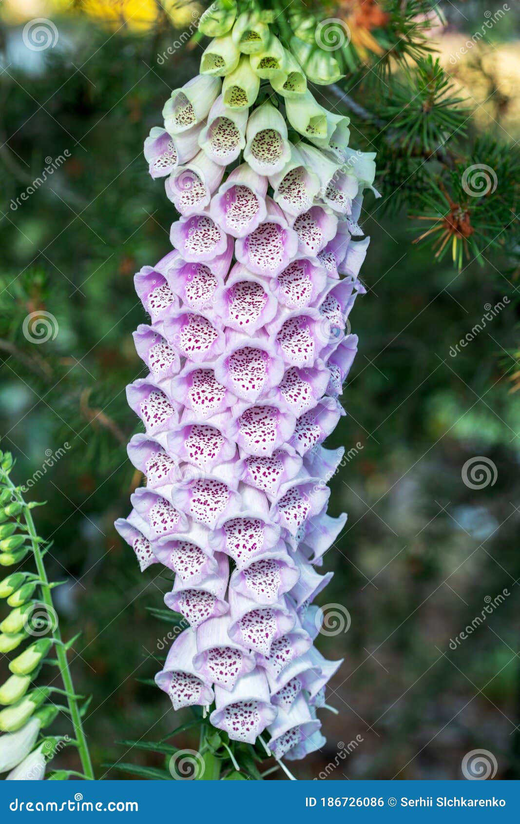Field of Wild Foxglove - Digitalis Purpurea Stock Photo - Image of ...