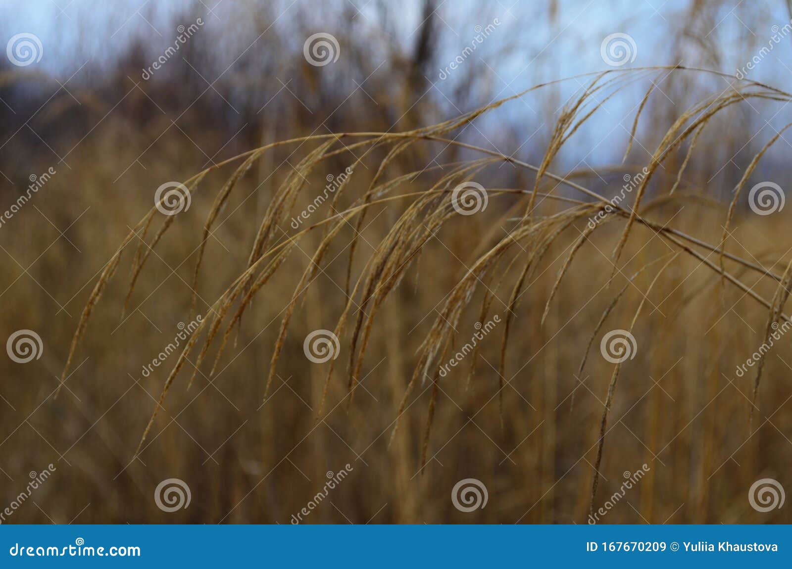 Field of Wild Grass Blowing and Waving in the Wind with Bright Sunlight ...