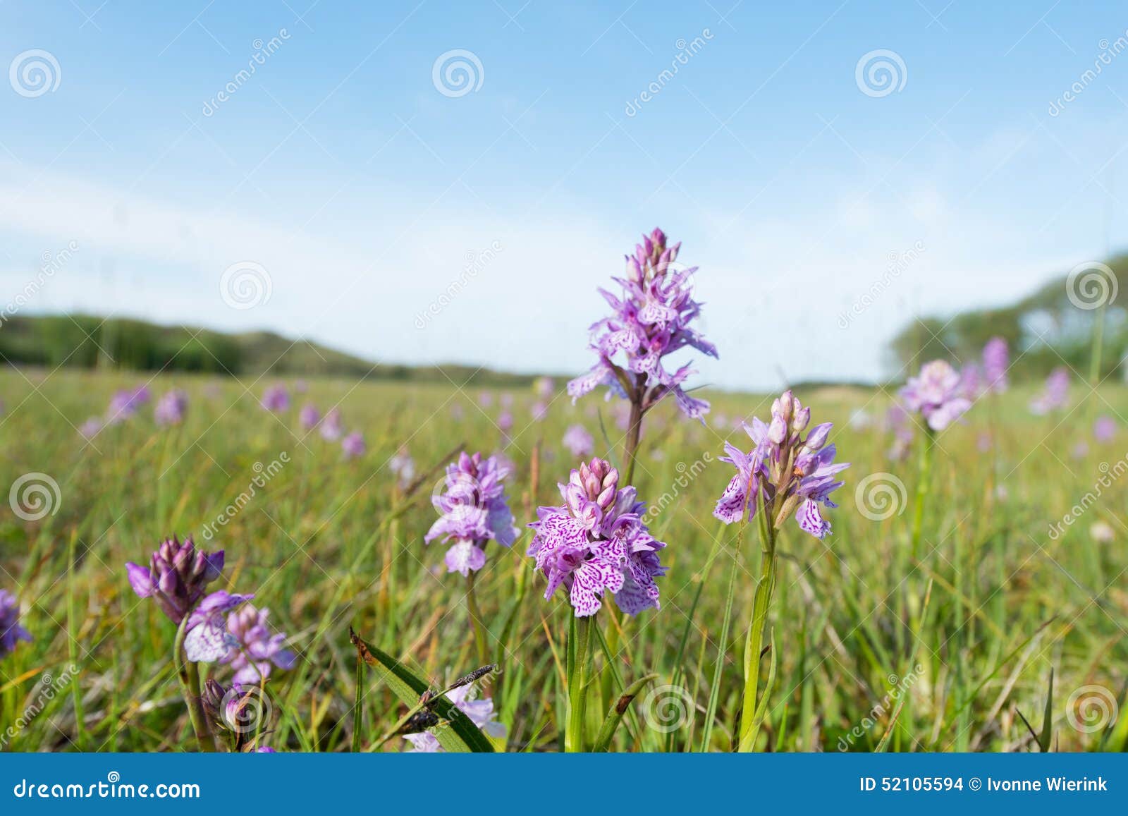 Field wild orchids stock photo. Image of grass, purple - 52105594