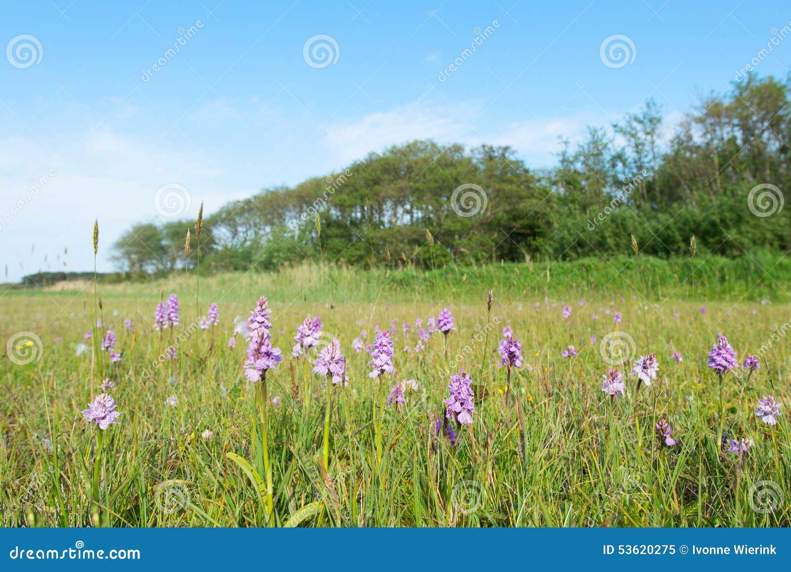 Field wild orchids stock image. Image of purple, dactylorhiza - 53620275