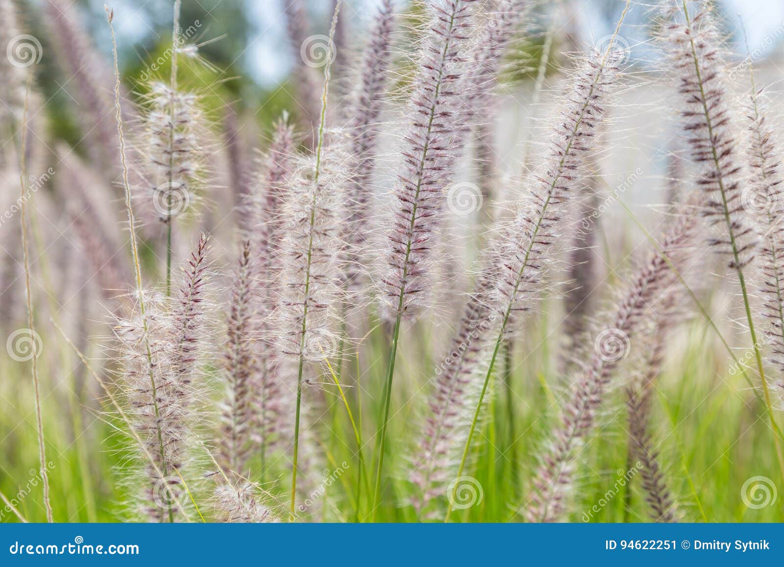 Field of a Wild Plants with Fluffy Spikes Stock Image - Image of bushy ...