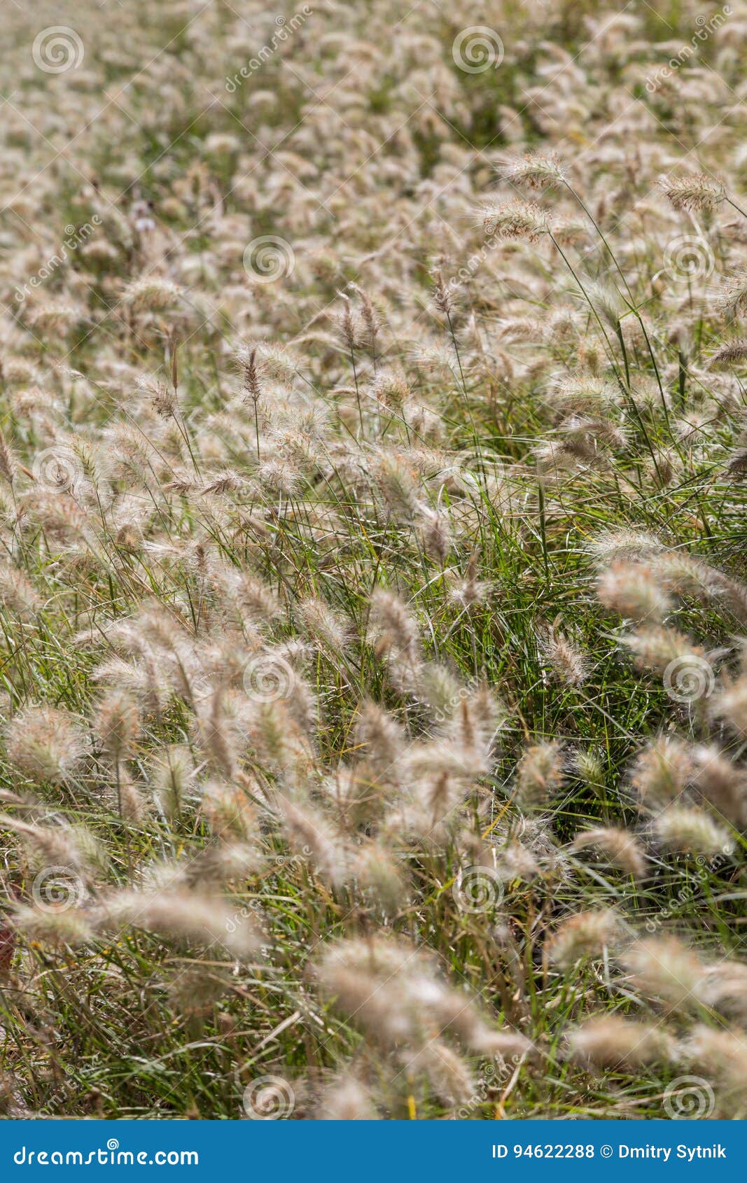 Field of a Wild Plants with Fluffy Spikes Stock Photo - Image of seed ...