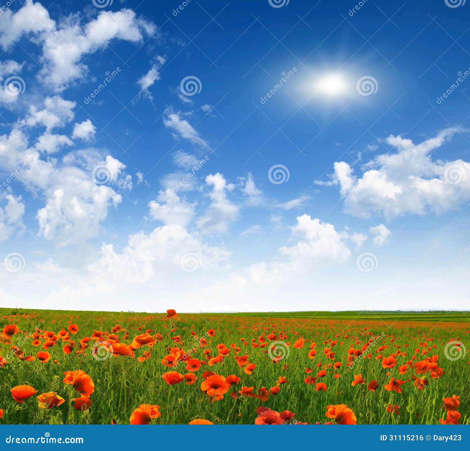 The field of wild poppies stock photo. Image of environmental - 31115216