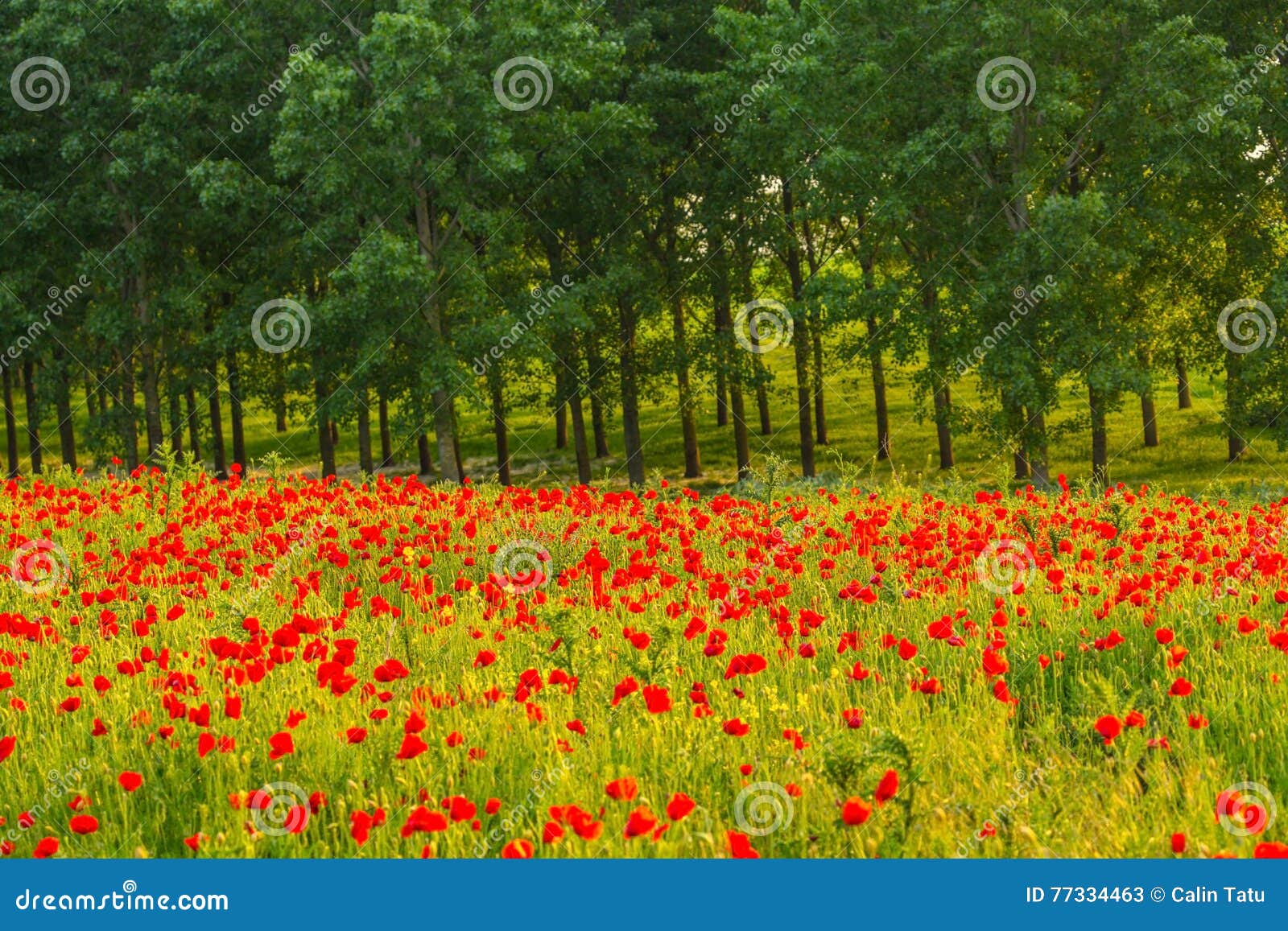 Field of wild red poppies stock image. Image of grow - 77334463