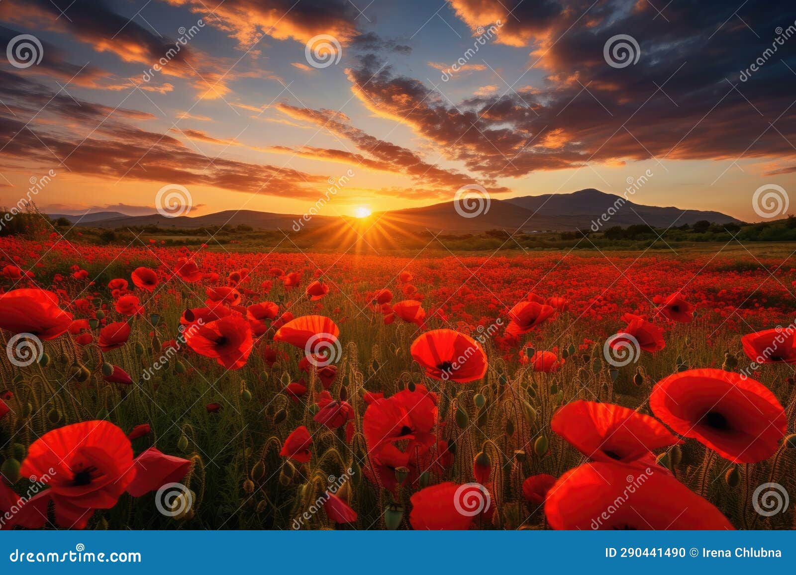 Field of Wild Red Poppies at Sunset Stock Photo - Image of stem, plant ...