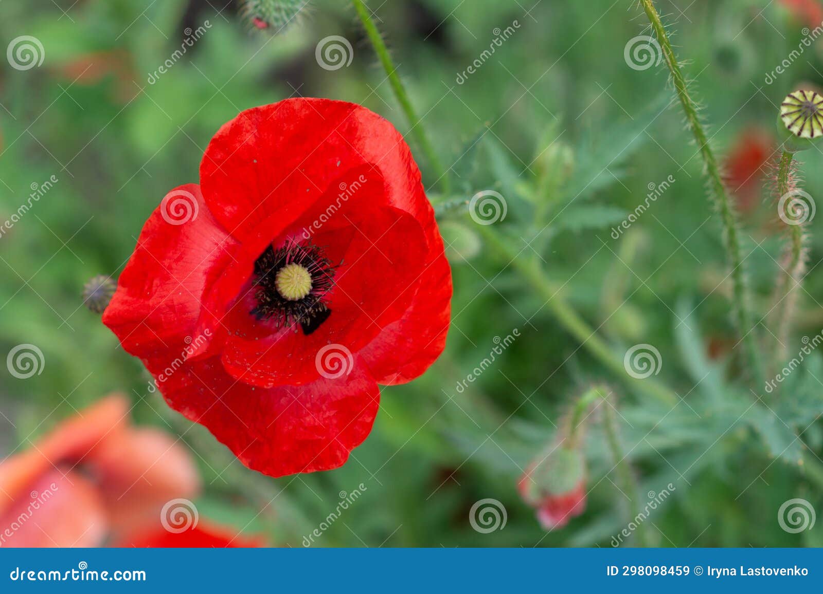 Field of Wild Red Poppies. Wildflowers in Spring Stock Image - Image of ...