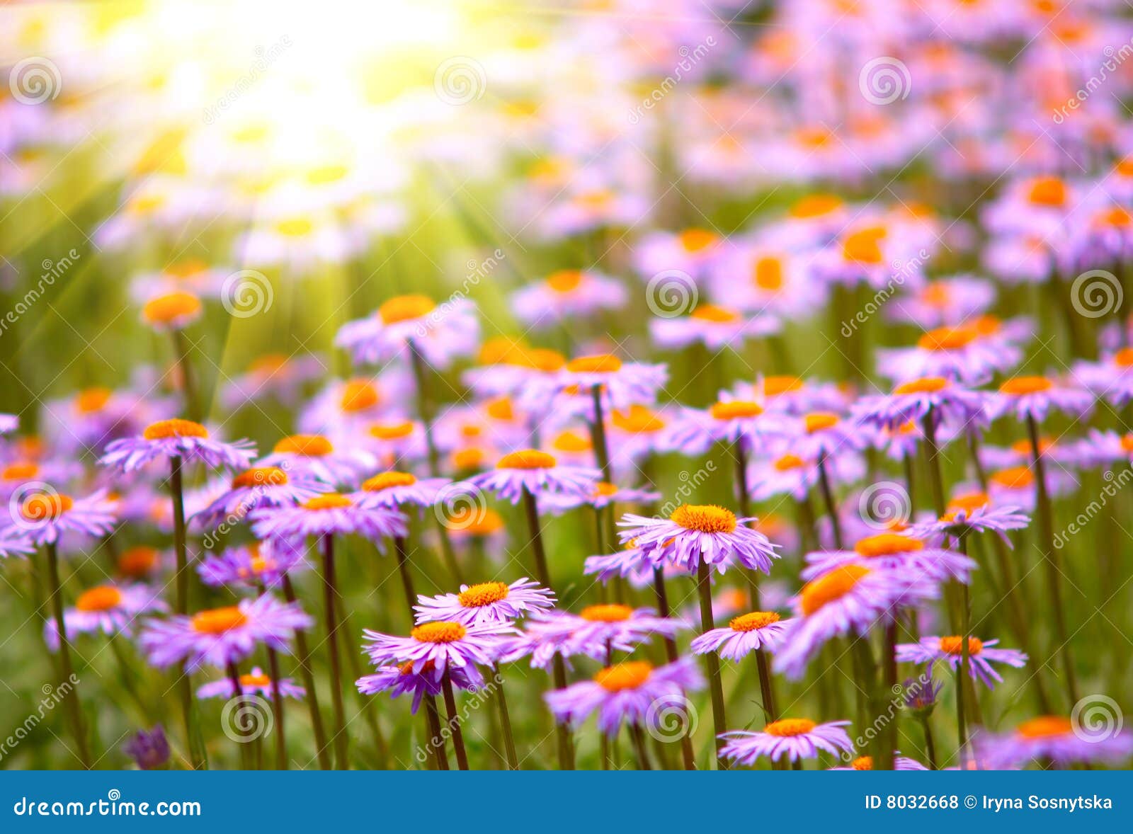 Field of Wild Violet Flowers Stock Photo - Image of blossom, flora: 8032668