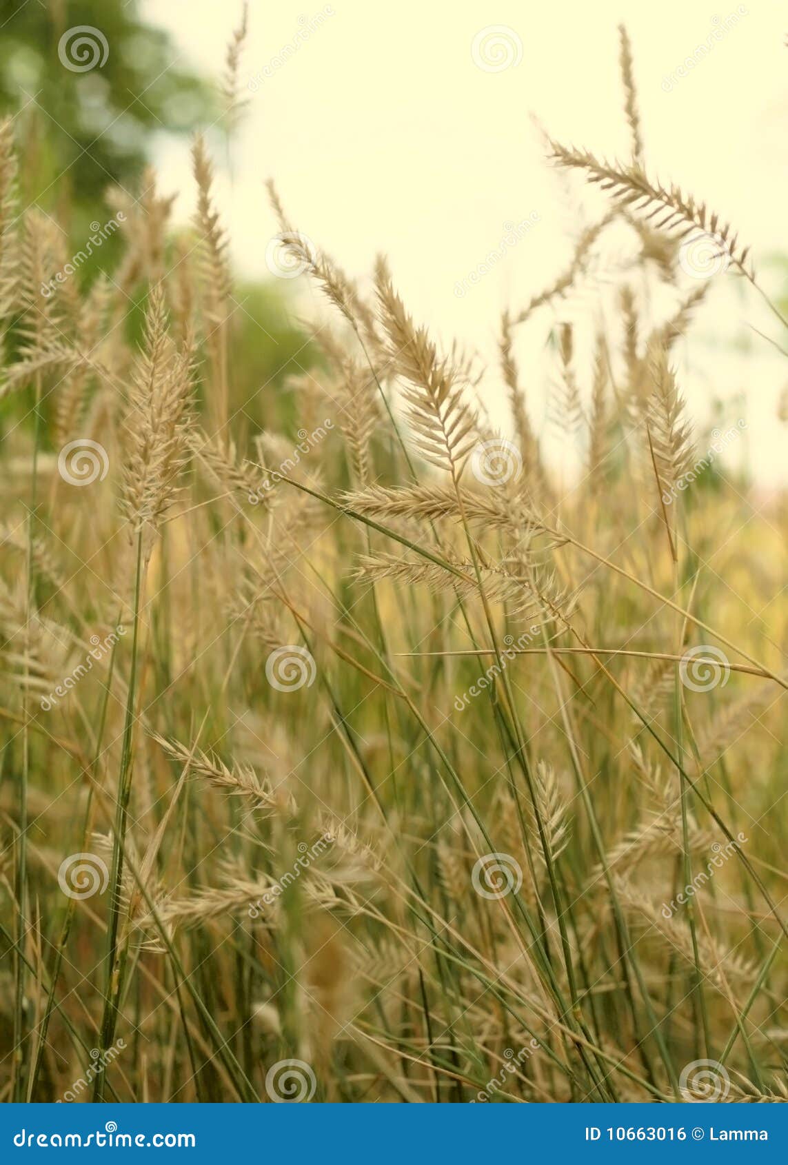 Field of wild wheat stock photo. Image of wild, natural - 10663016