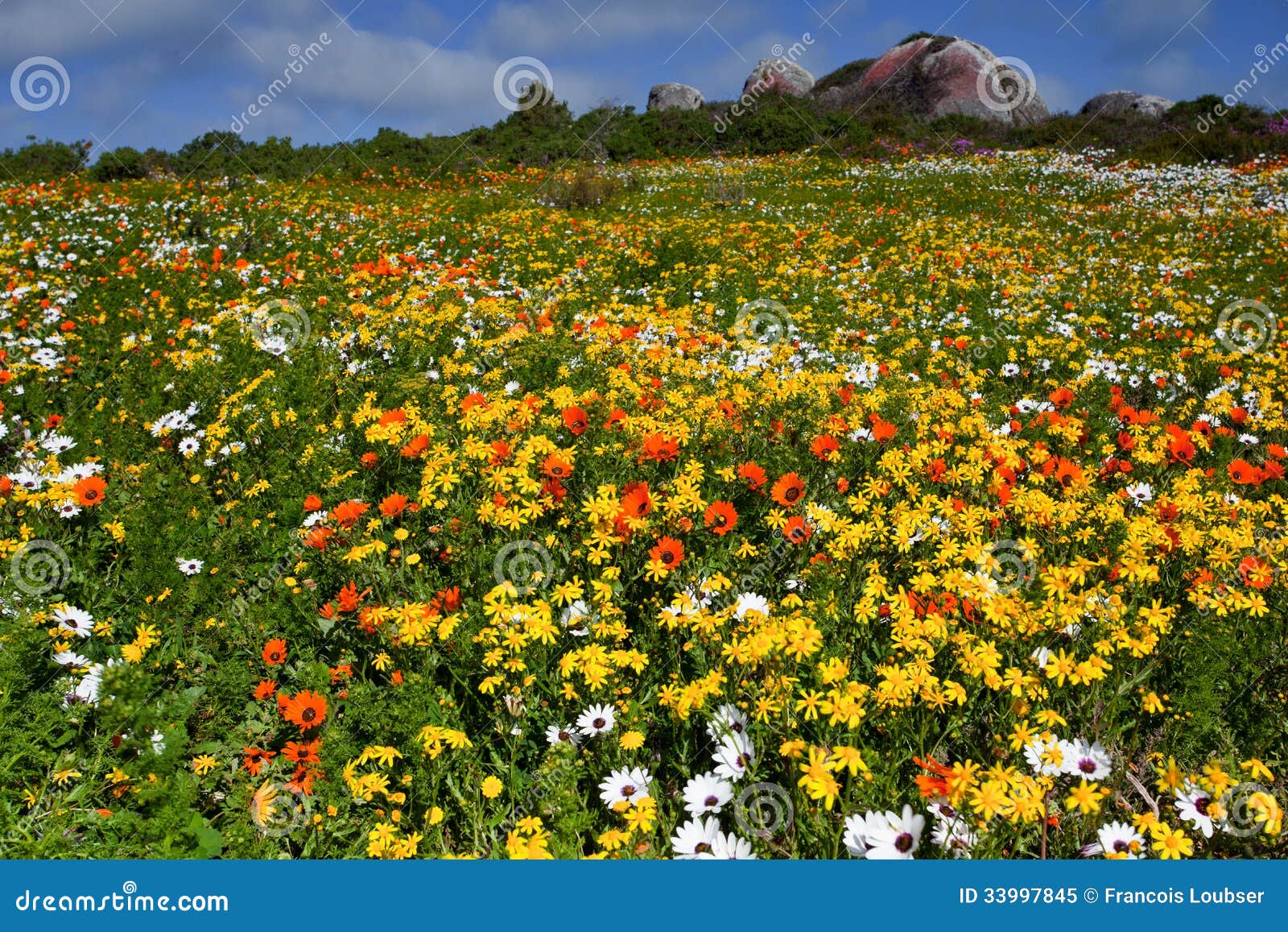 Field of wildflowers stock image. Image of colorful, blooming - 33997845