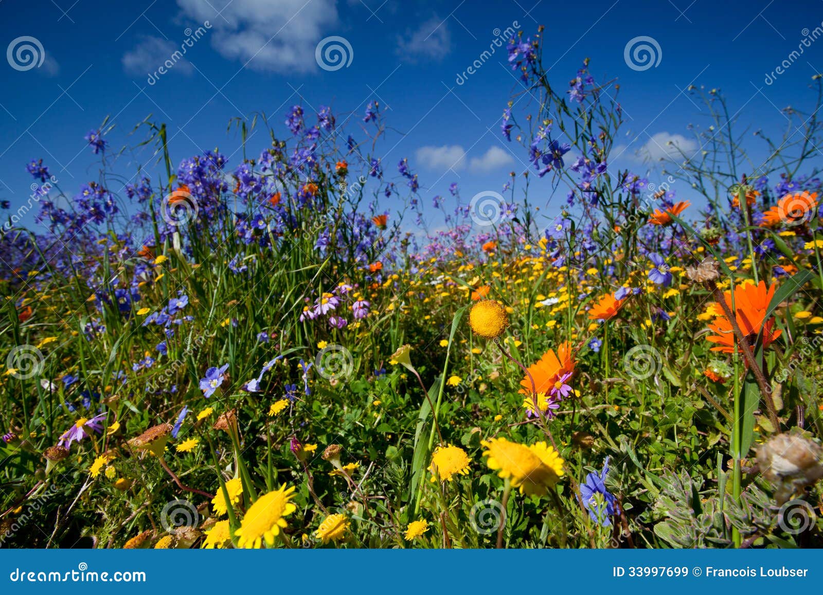 Field of wildflowers stock image. Image of coloured, flowering - 33997699