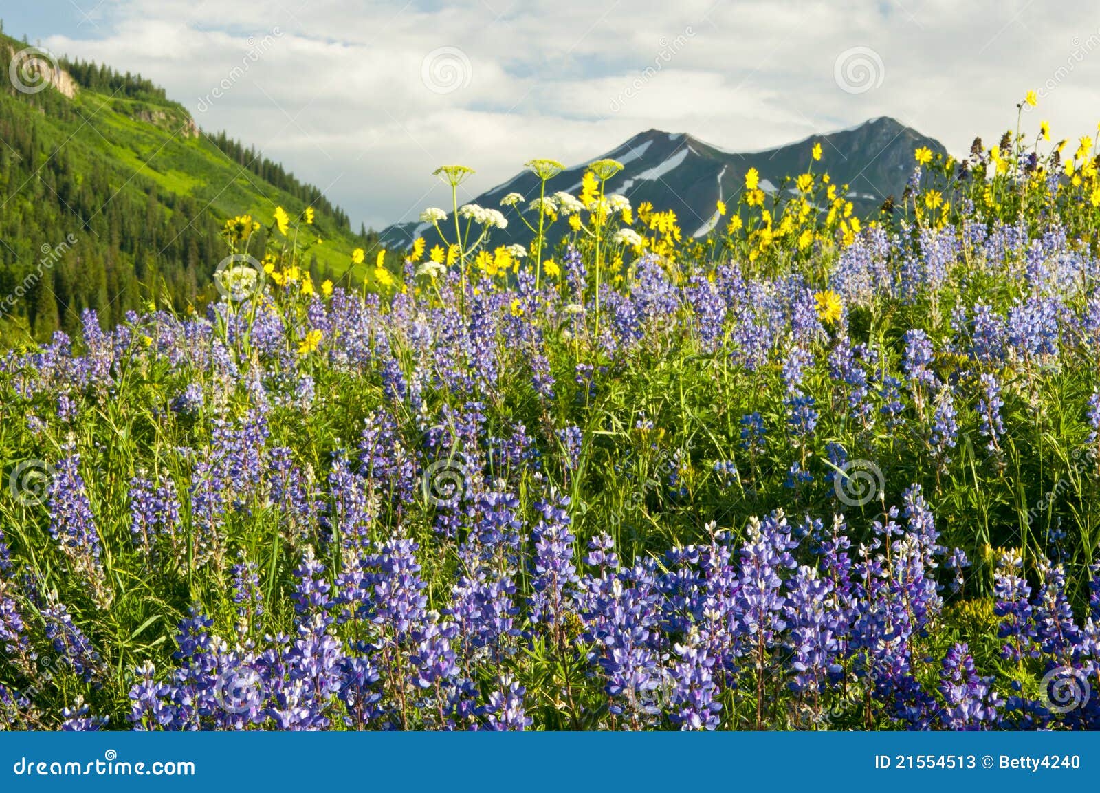 Field of Wildflowers and Mountains Stock Image - Image of sunflowers ...