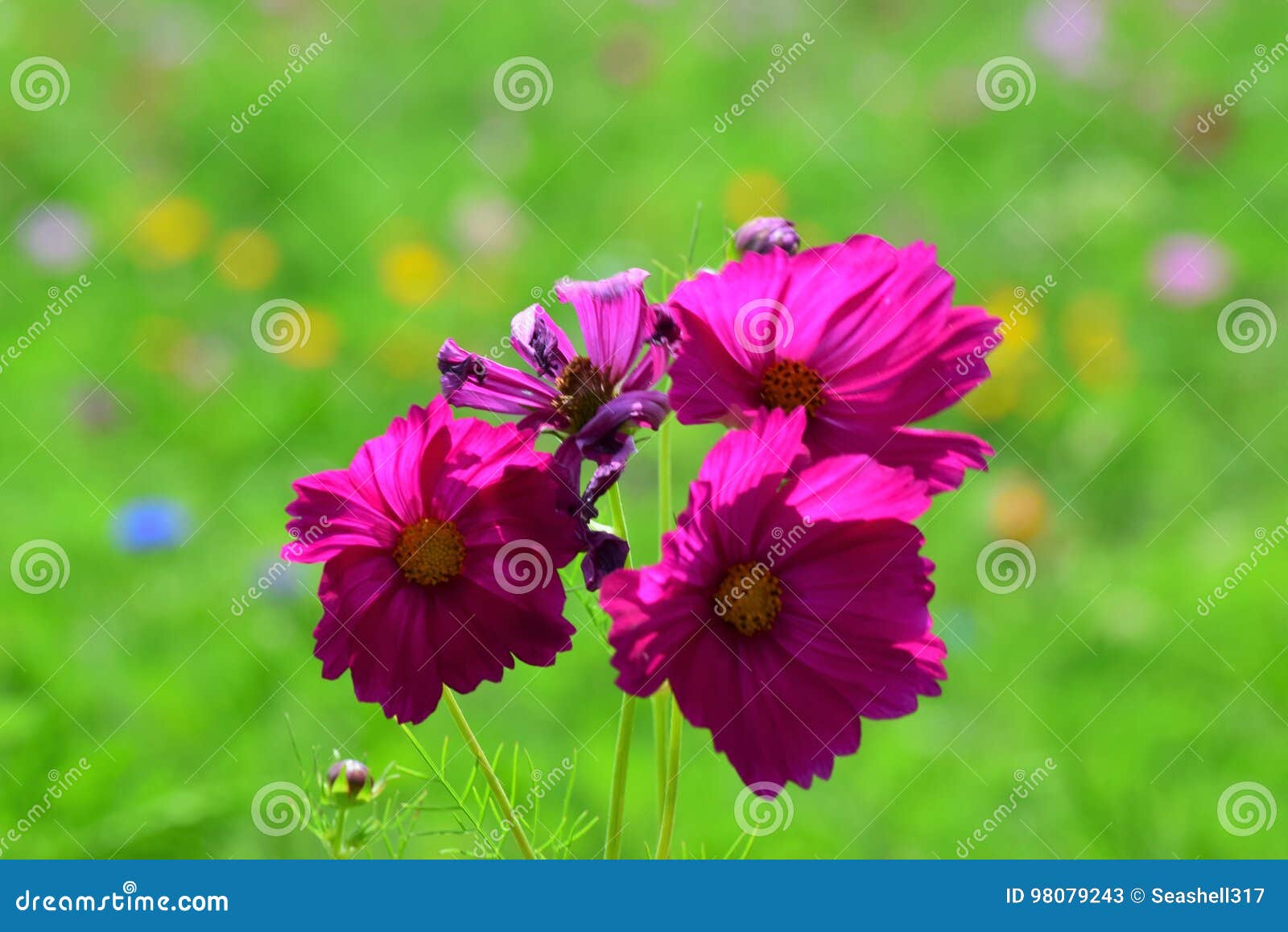 Red wildflowers stock image. Image of wildflowers, field - 98079243