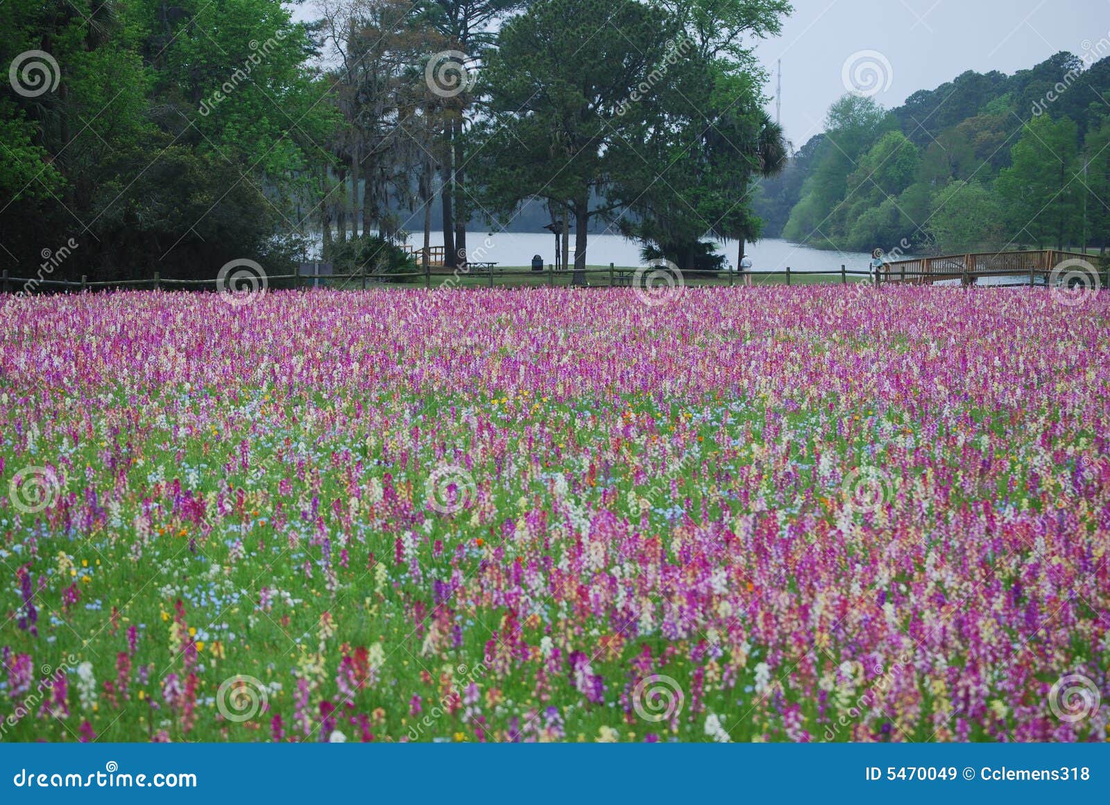 Field of Wildflowers in Spring Stock Image - Image of nature, peace ...