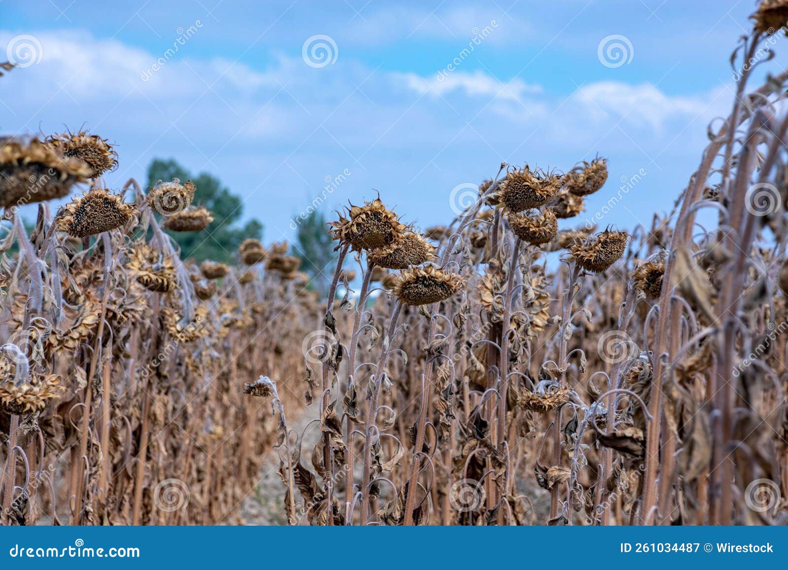 Field of Wilted Dry Sunflowers Under a Blue Sky Stock Image - Image of ...