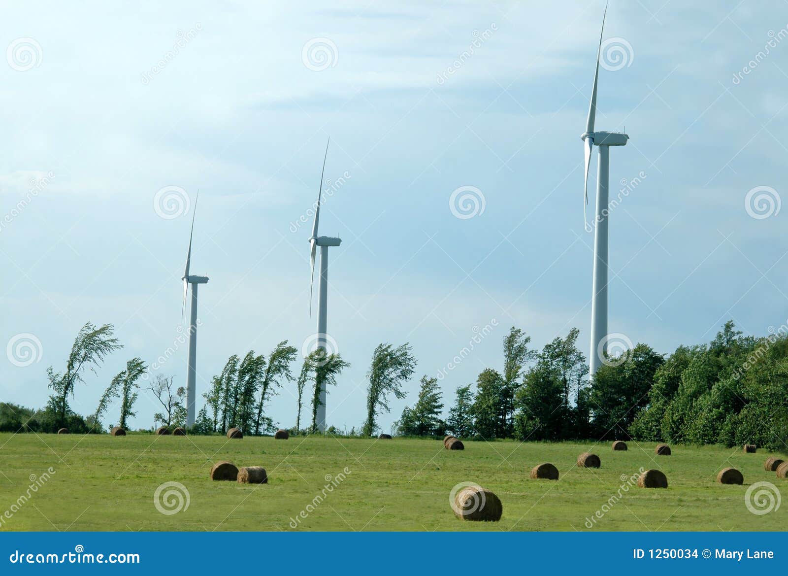 Field of Wind Mills stock photo. Image of electricity - 1250034