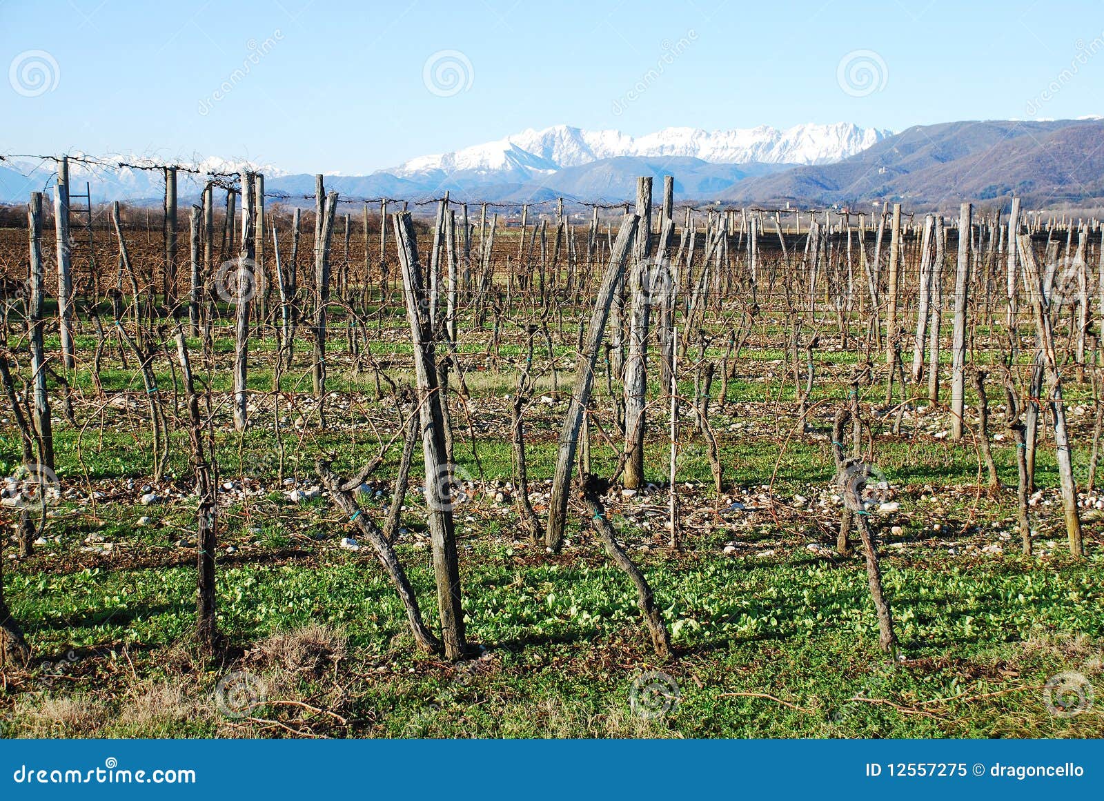 Field of Winter Grape Vines Stock Image - Image of venezia, grape: 12557275