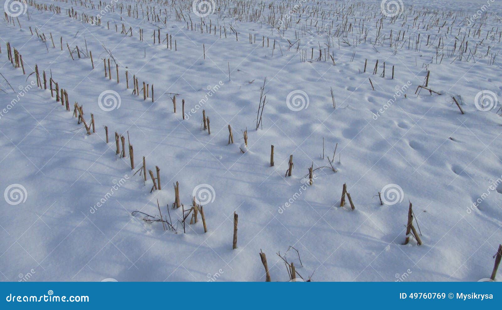 Field in winter stock image. Image of white, outdoor - 49760769