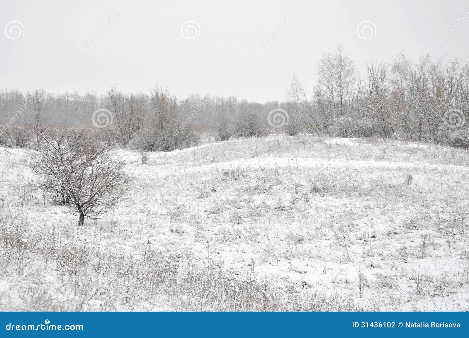 Field in winter stock photo. Image of snow, tree, field - 31436102